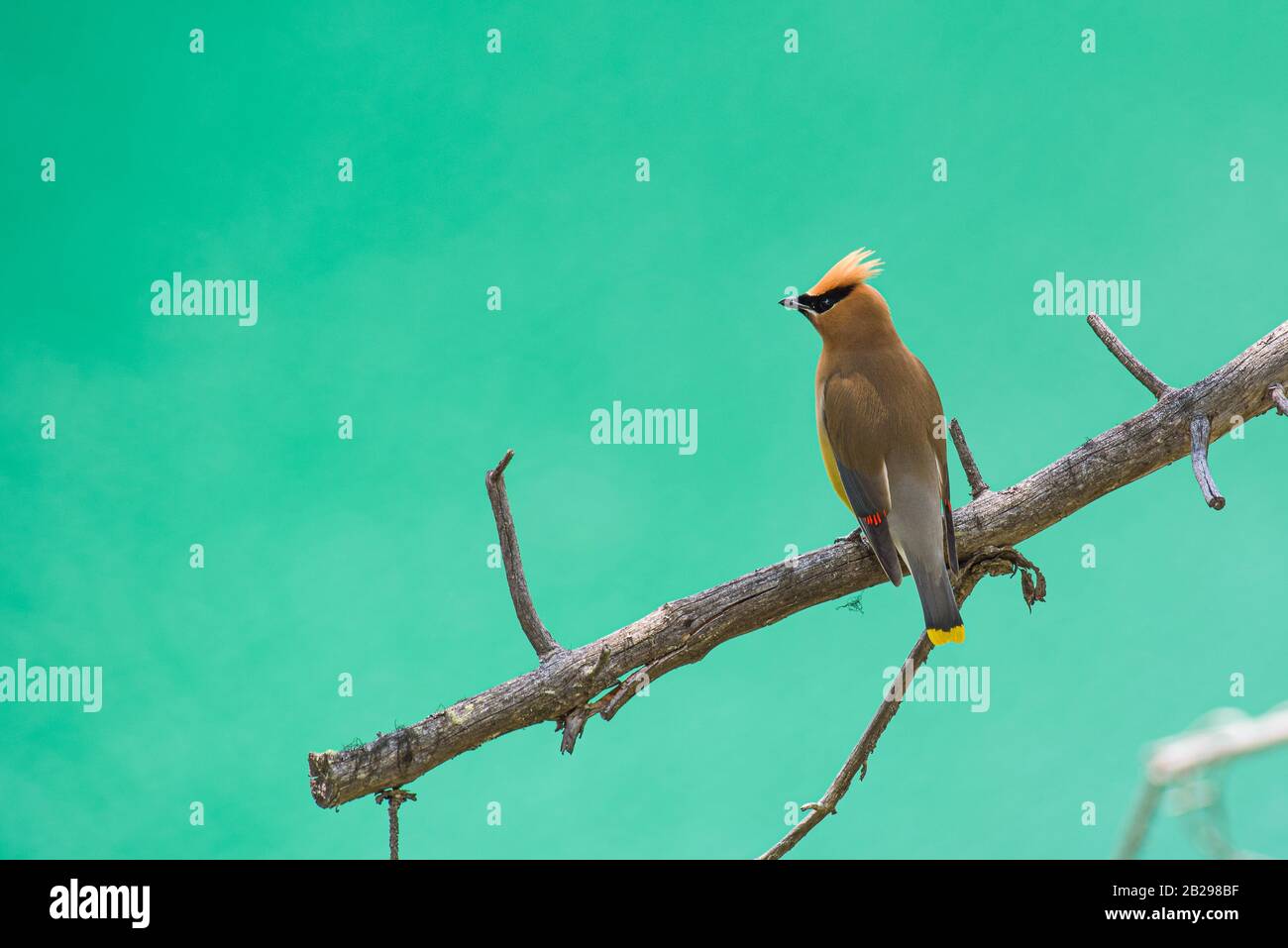 Bird with green background Stock Photo - Alamy
