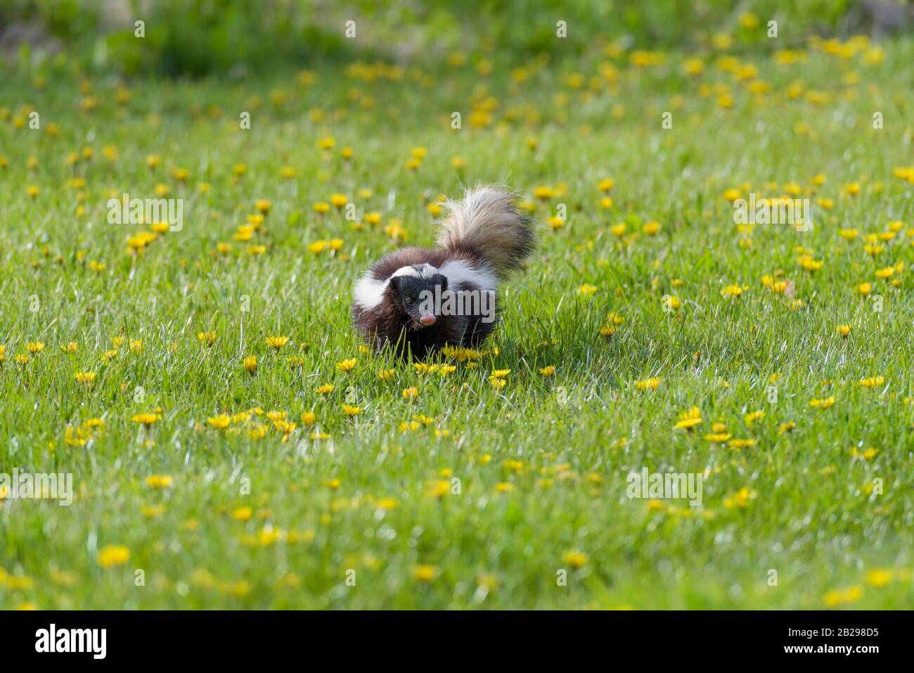 Skunk Spraying Pictures