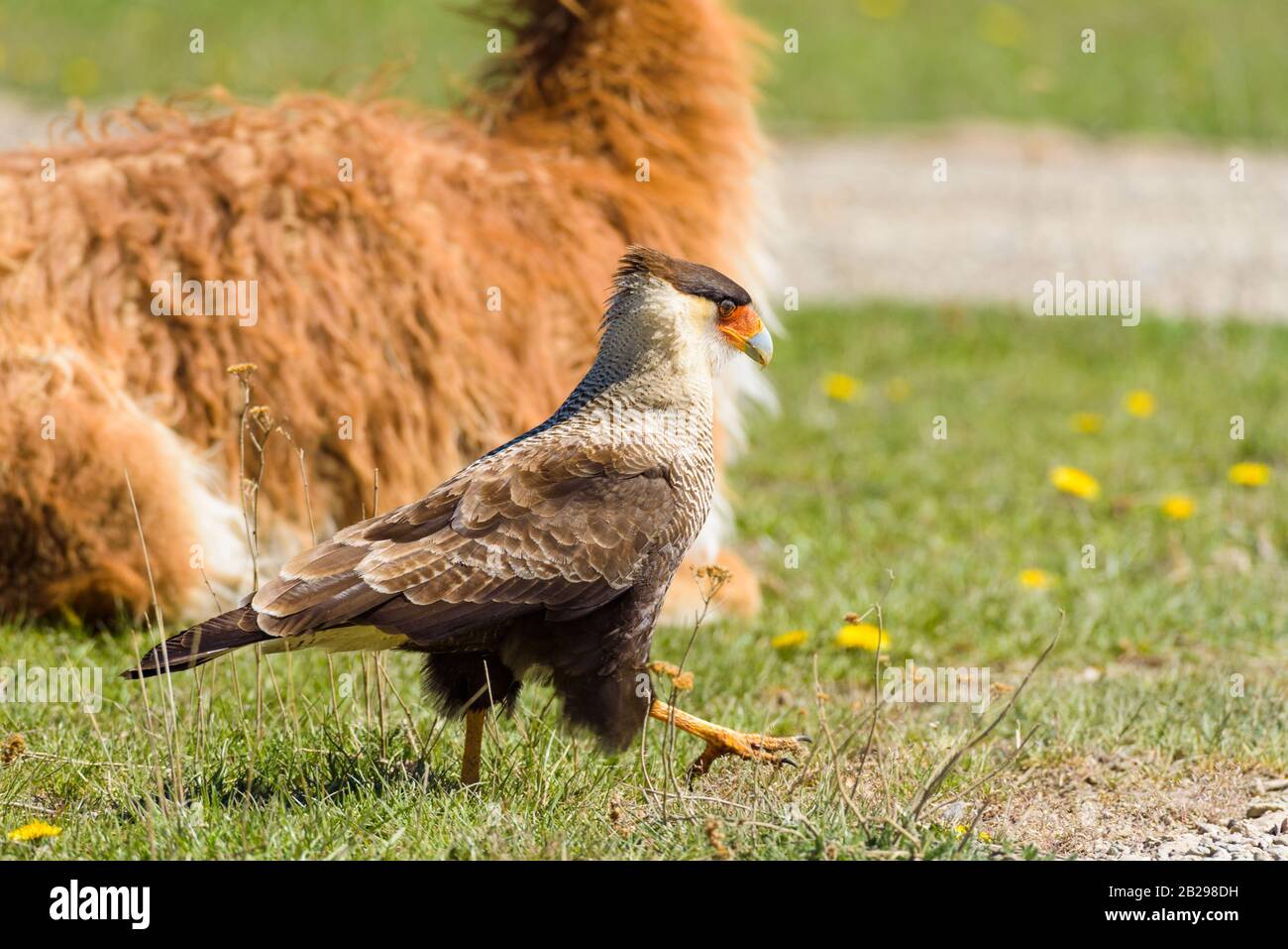 portrait of a chilean bird of prey Stock Photo - Alamy