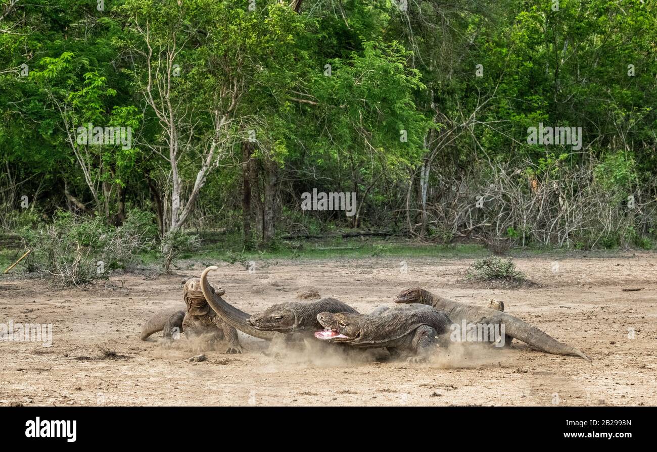 Fight of komodo dragons for prey. The Komodo dragon, scientific name ...