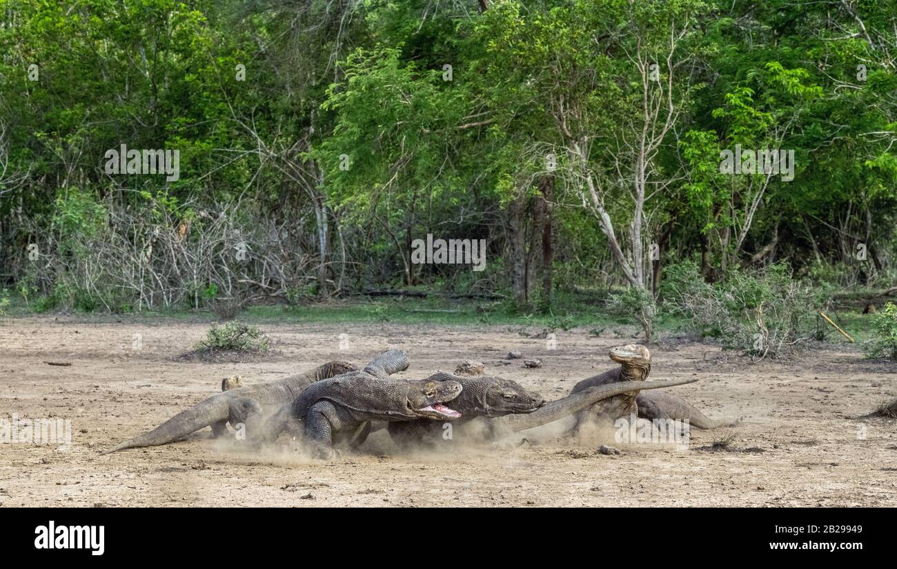 Fight of komodo dragons for prey. The Komodo dragon, scientific name ...
