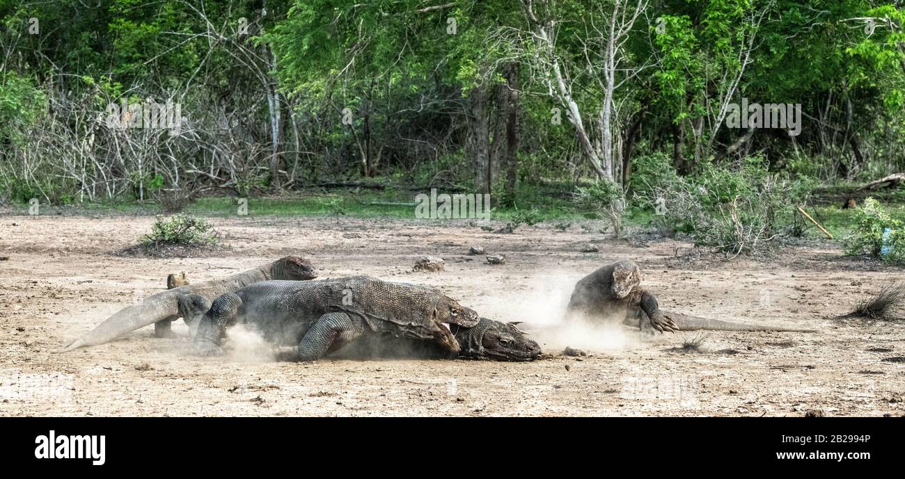 Fight of komodo dragons for prey. The Komodo dragon, scientific name ...