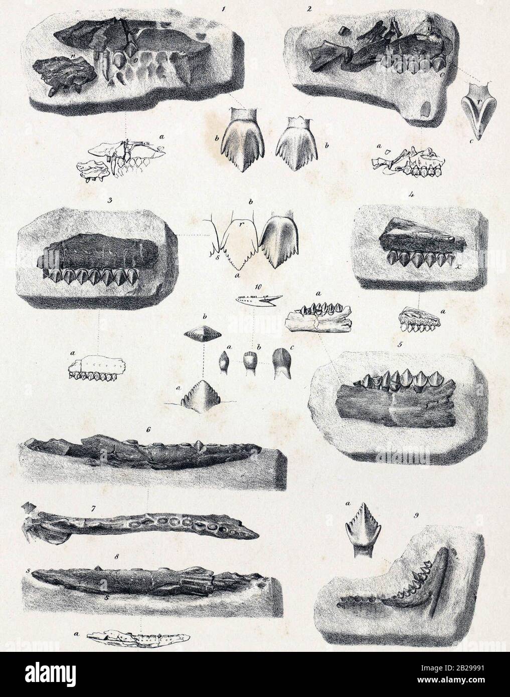 Anterior teeth hi-res stock photography and images - Alamy