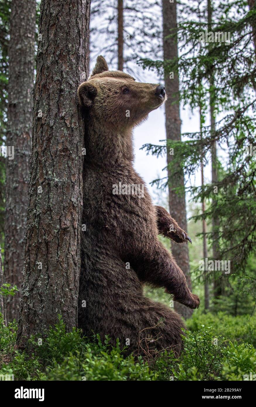 Brown Bear sitting leaning against a tree in a summer forest ...
