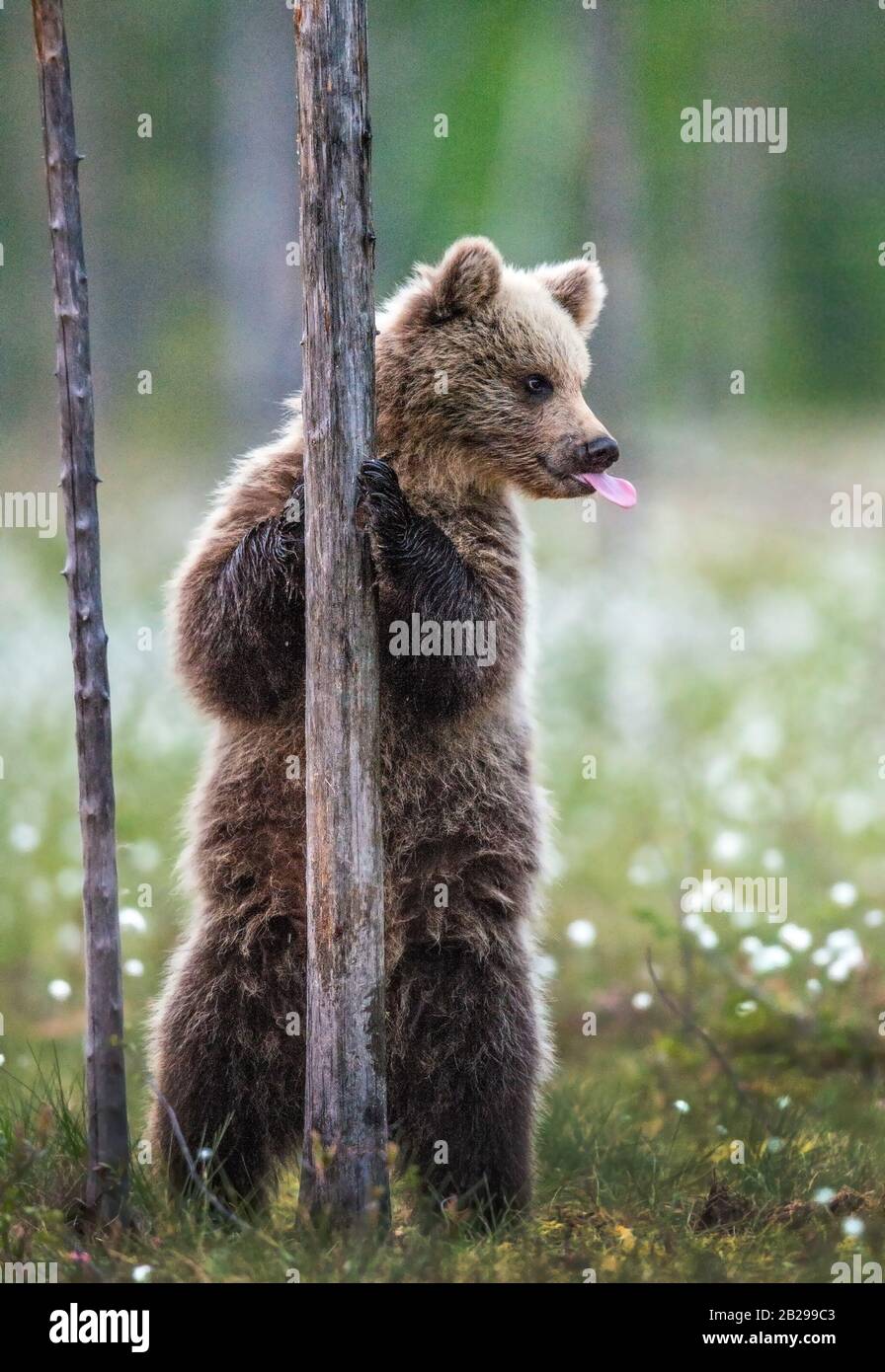 Brown bear cub stands on its hind legs by a tree in summer forest and ...