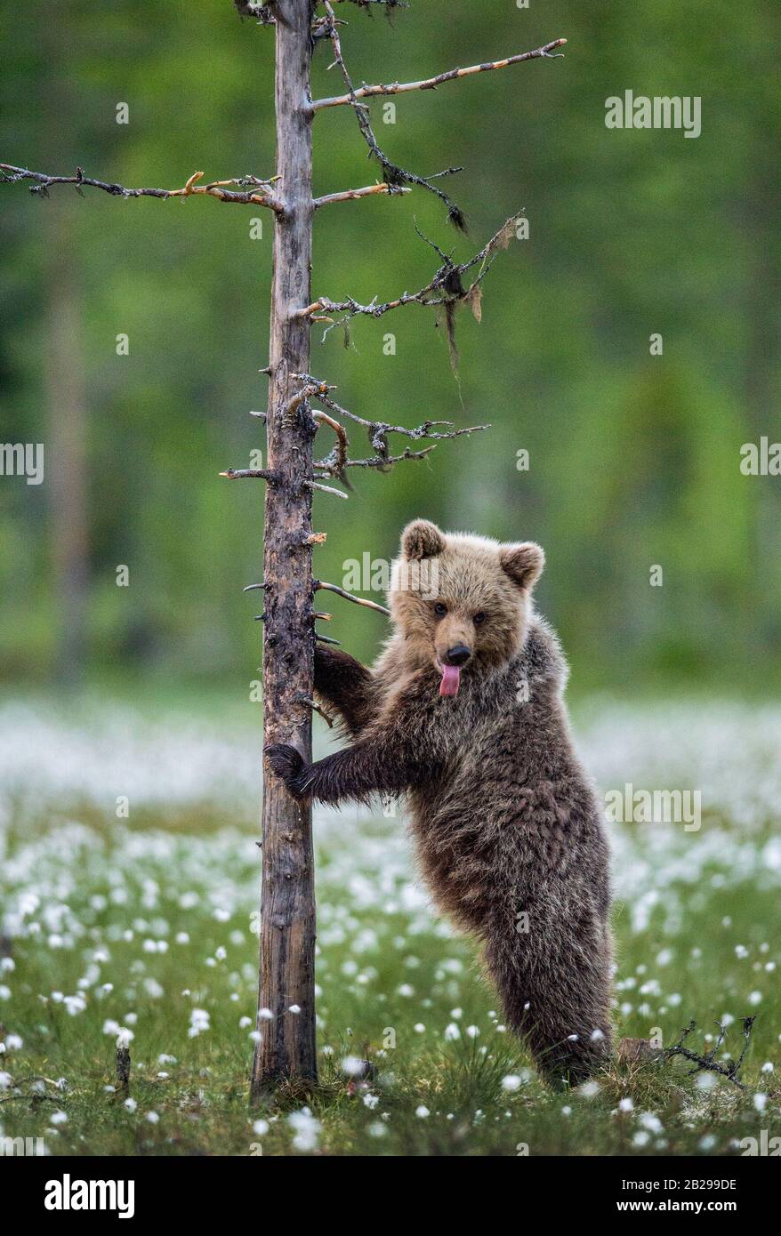 Brown bear cub stands on its hind legs by a tree in summer forest and ...