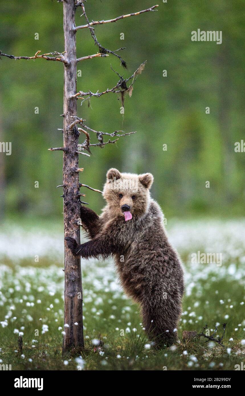 Brown bear cub stands on its hind legs by a tree in summer forest and ...