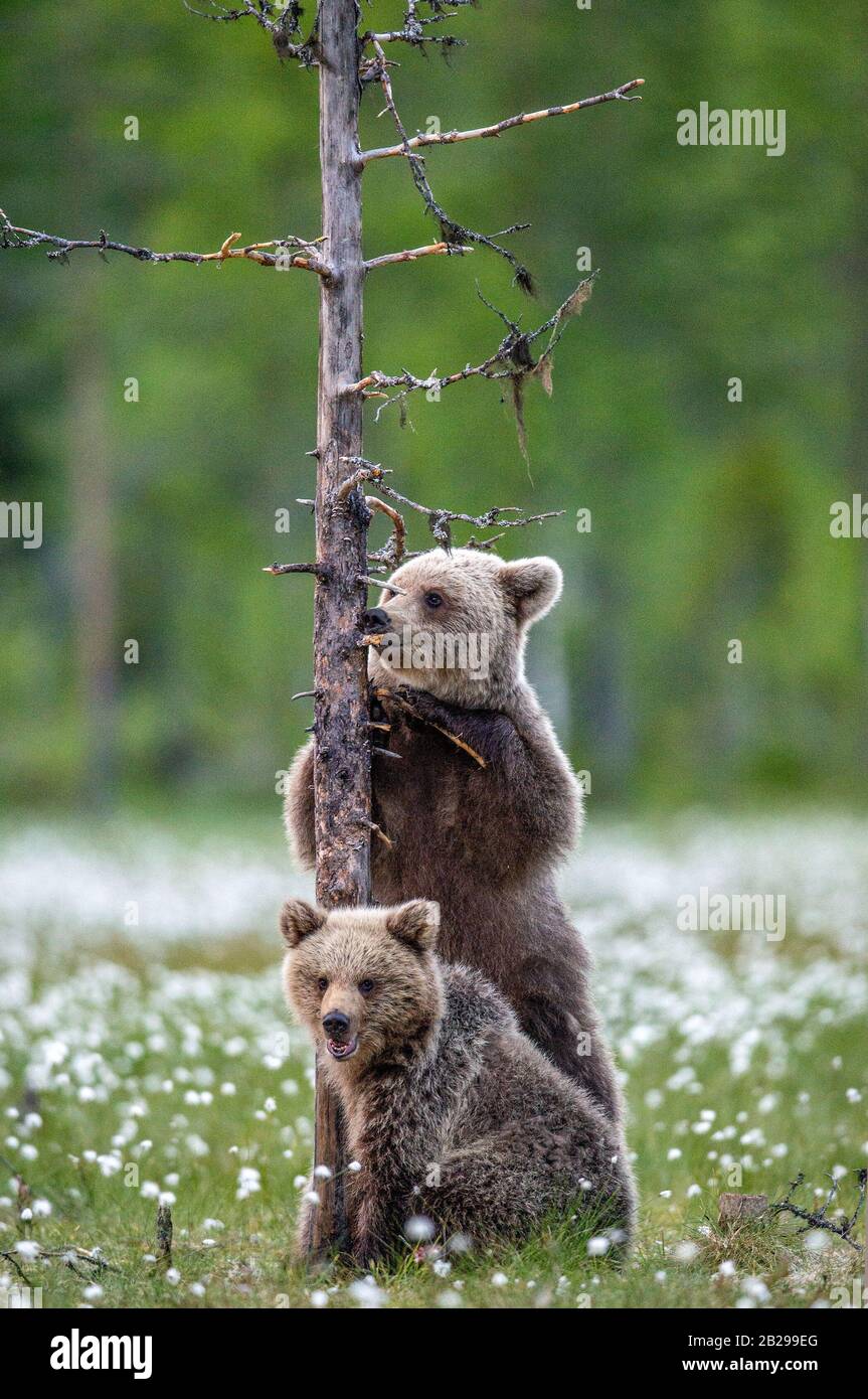 Brown bear cub licks a tree, standing on his hind legs at a tree in the ...