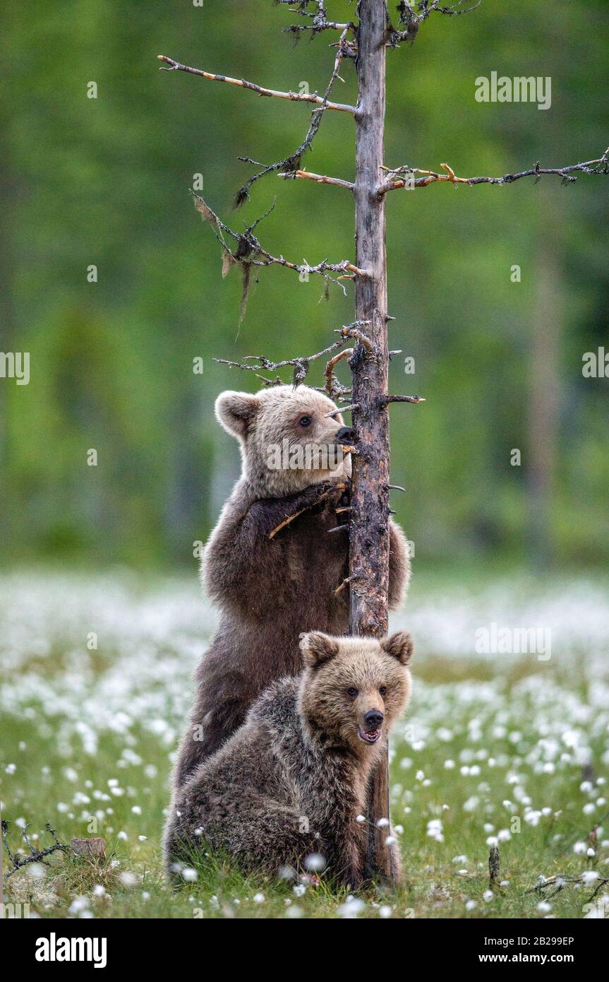 Brown bear cub licks a tree, standing on his hind legs at a tree in the ...