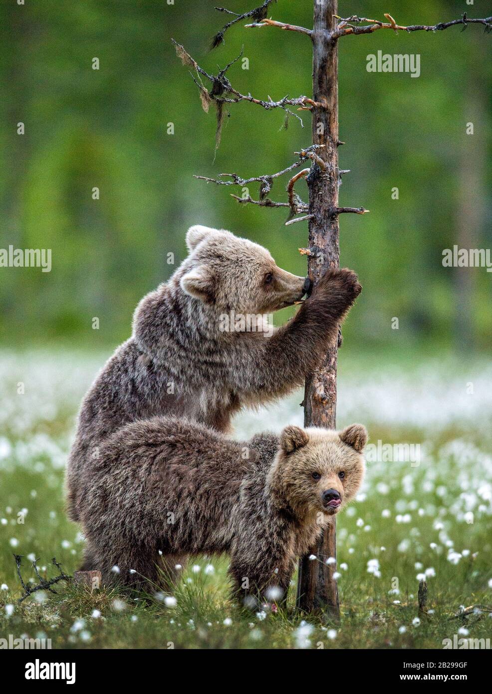 Bear cubs climbing up a tree hi-res stock photography and images - Alamy