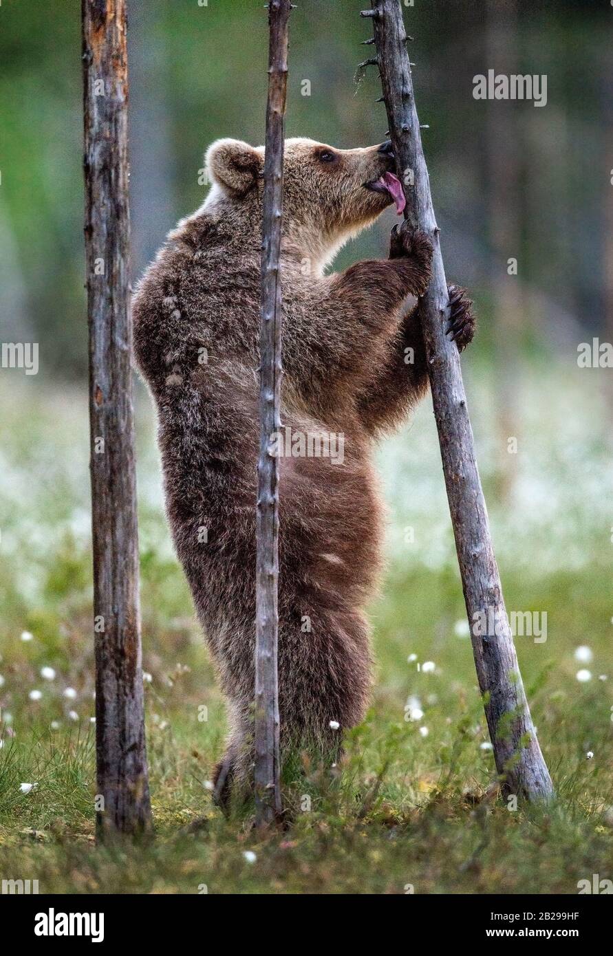 Brown bear cub licks a tree, standing on his hind legs at a tree in the ...