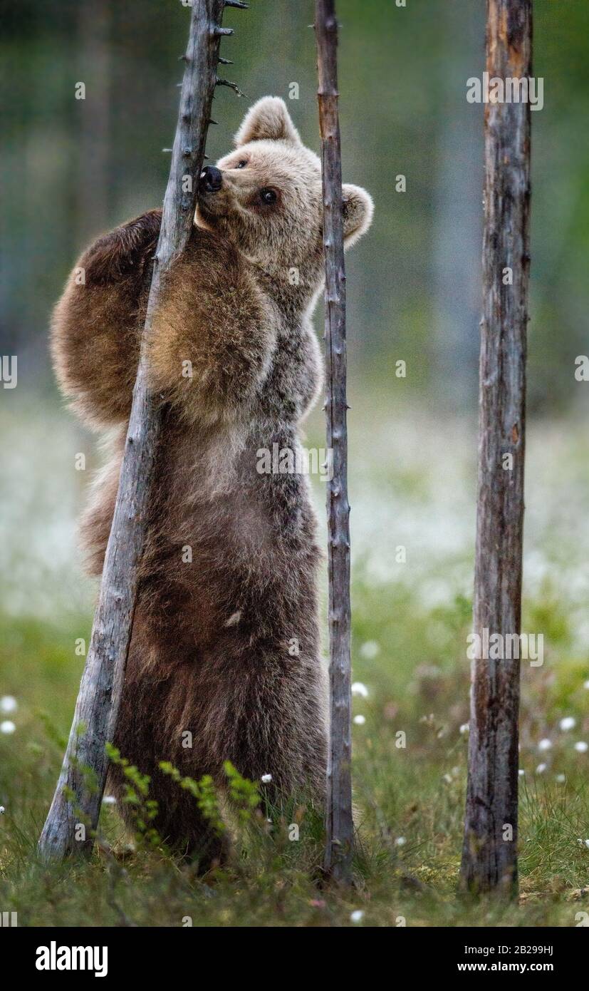 Brown bear cub licks a tree, standing on his hind legs at a tree in the ...