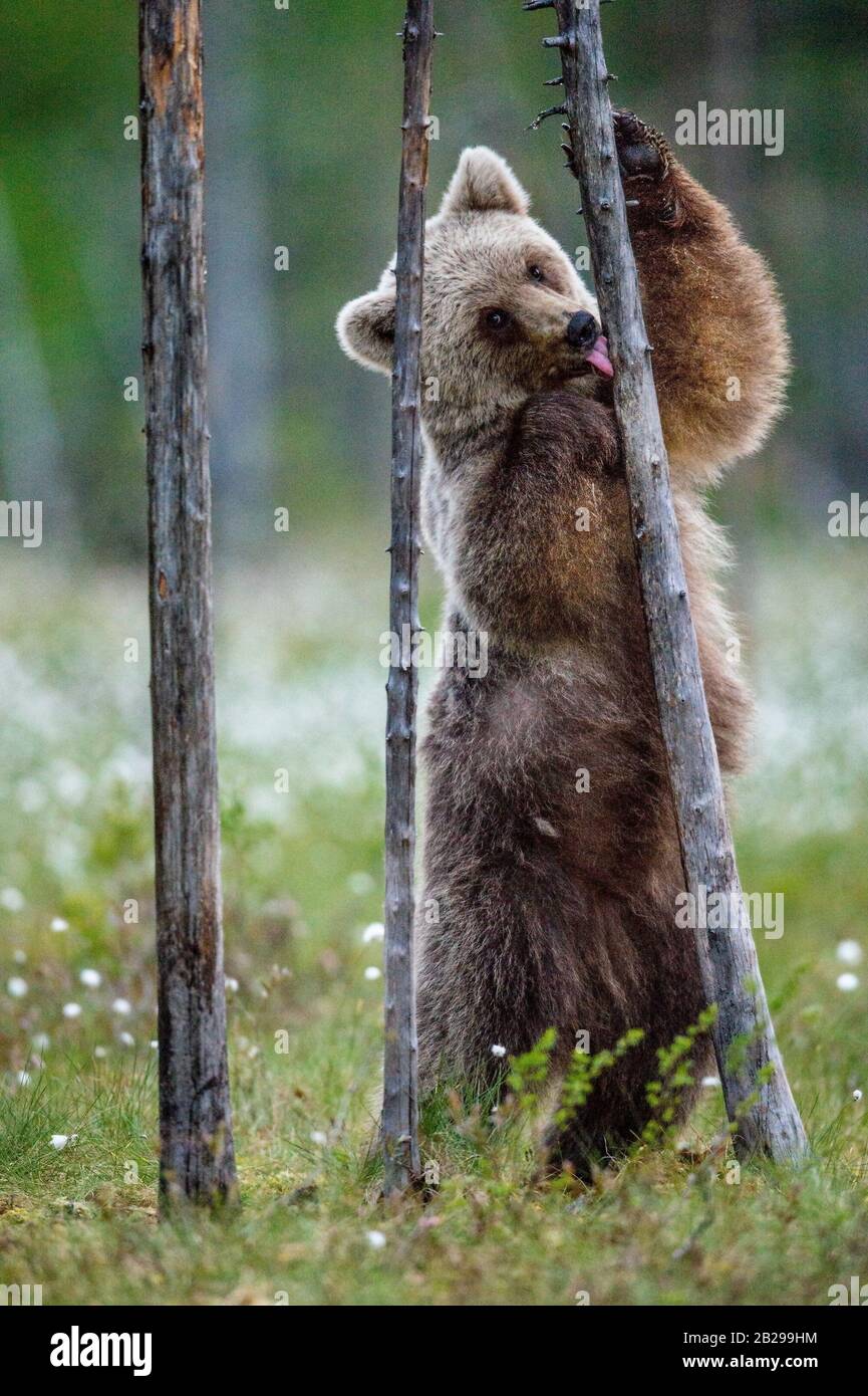 Brown bear cub licks a tree, standing on his hind legs at a tree in the ...