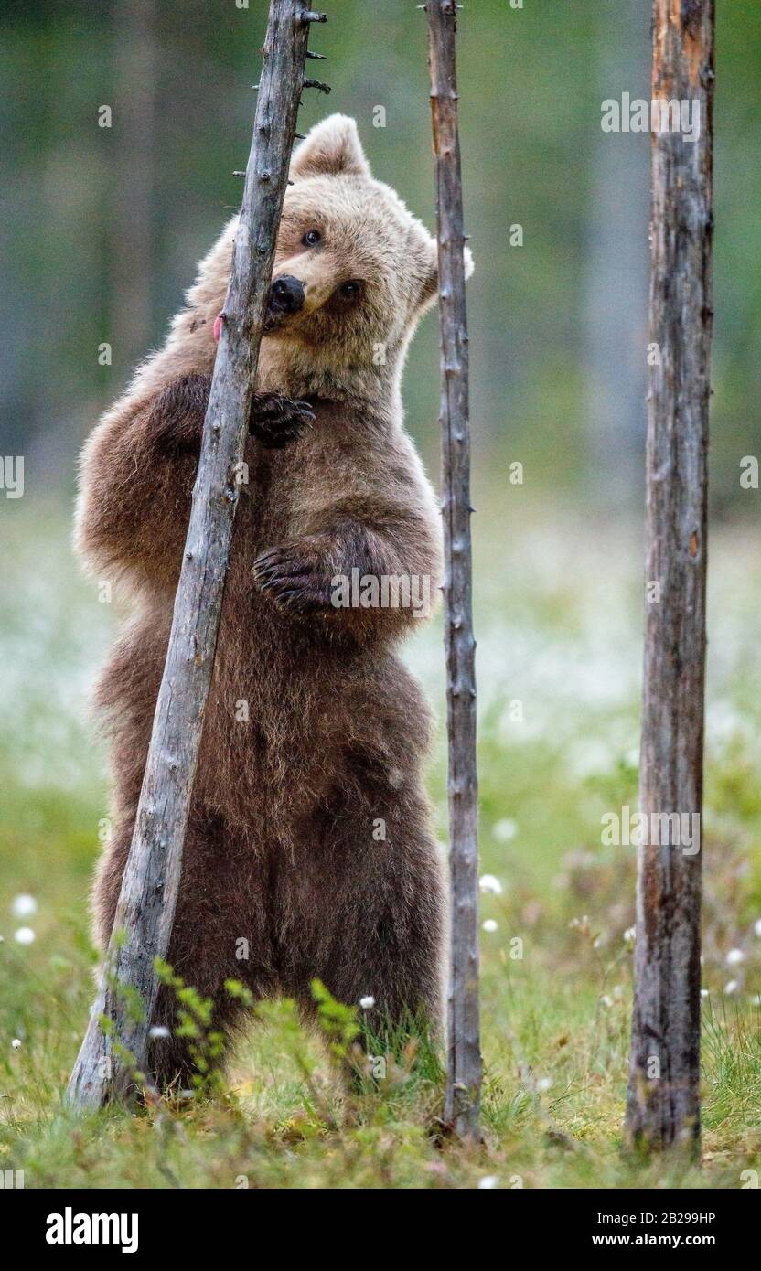 Brown bear cub licks a tree, standing on his hind legs at a tree in the ...