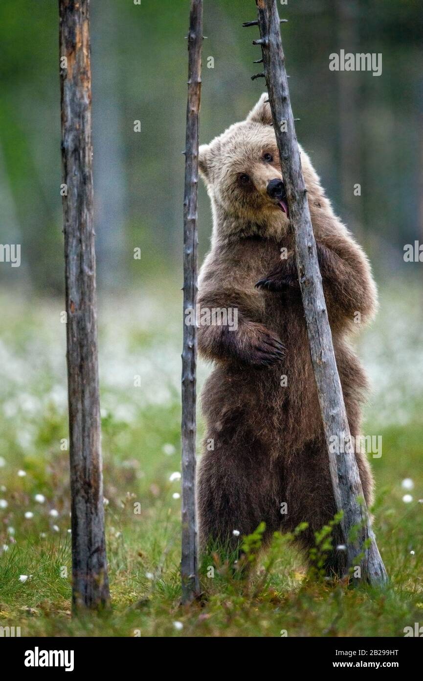 Brown bear cub licks a tree, standing on his hind legs at a tree in the ...