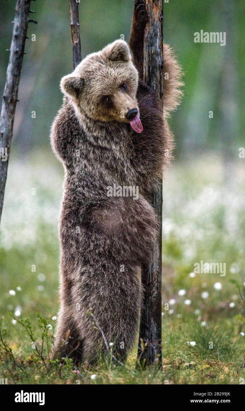 Brown bear cub stands on its hind legs by a tree in summer forest and ...