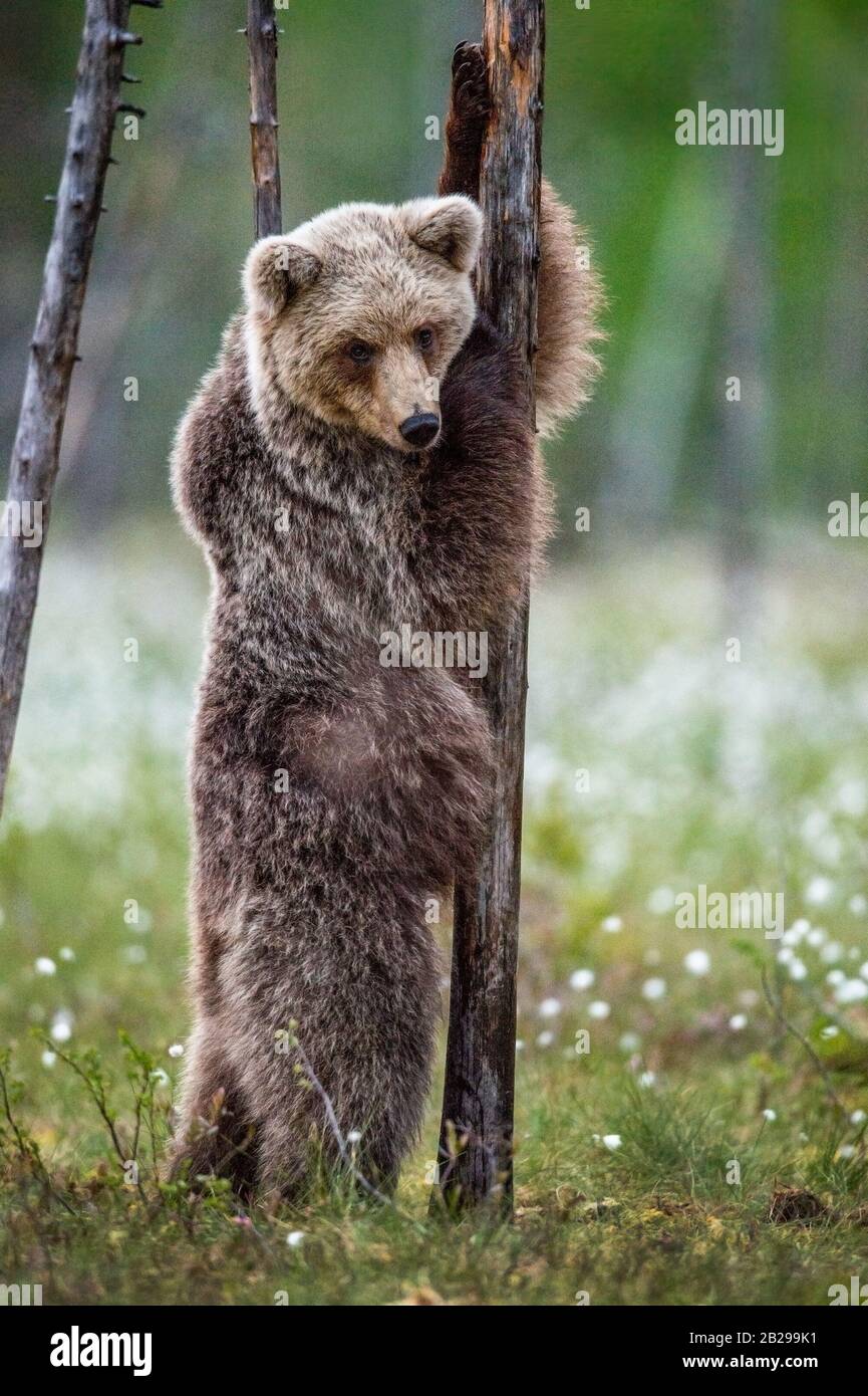 Brown bear cub stands on its hind legs by a tree in summer forest ...