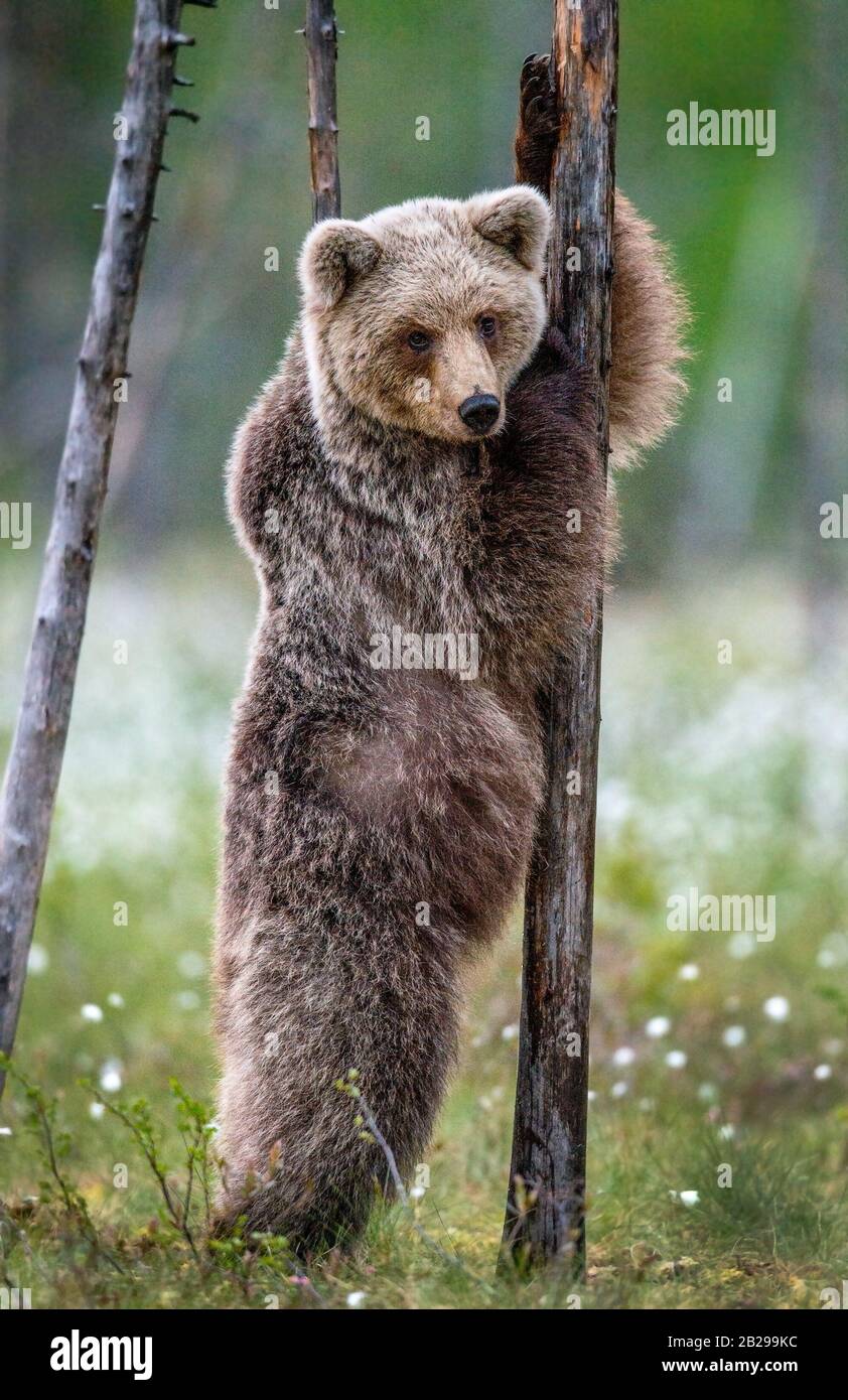 Brown bear cub stands on its hind legs by a tree in summer forest ...