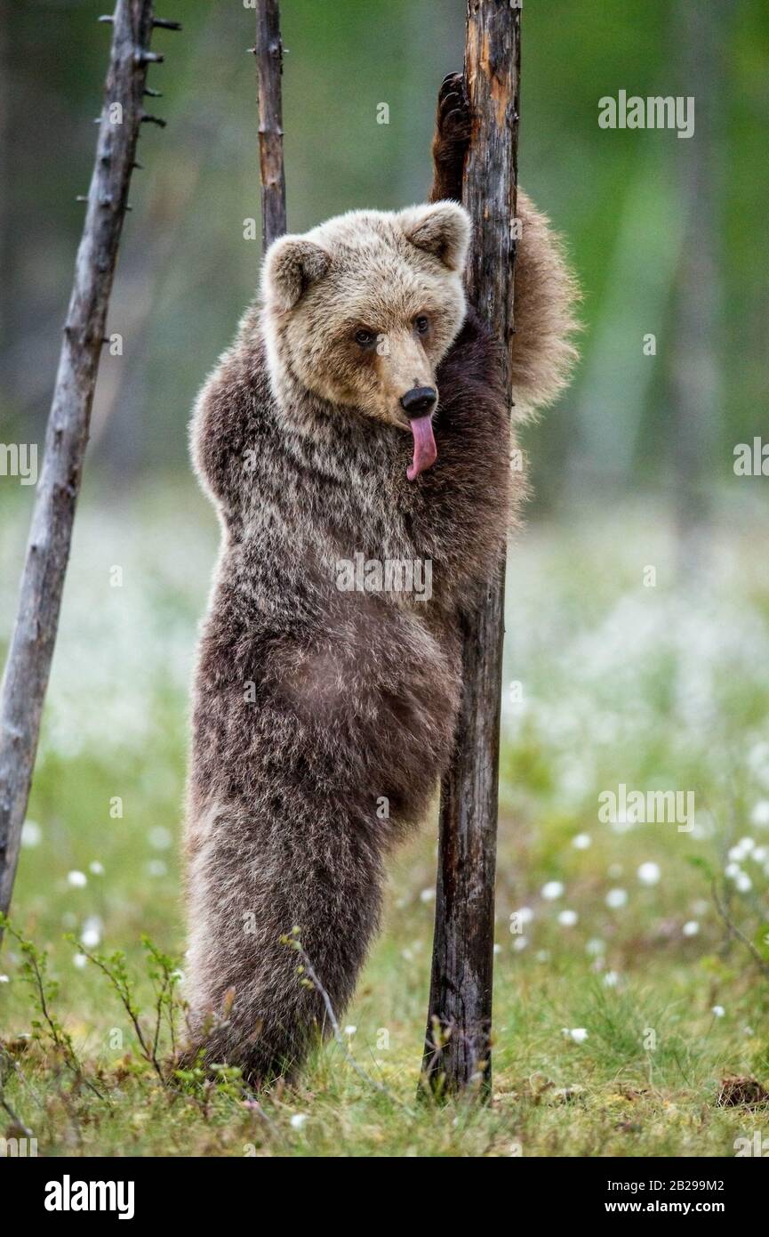 Natural backg hi-res stock photography and images - Alamy