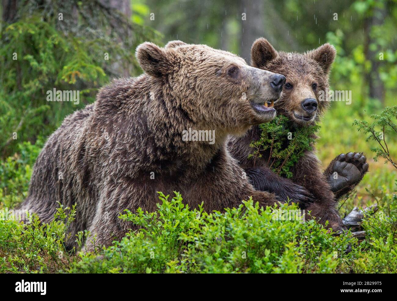 She-Bear and cub in the summer pine forest. Family of Brown Bear ...