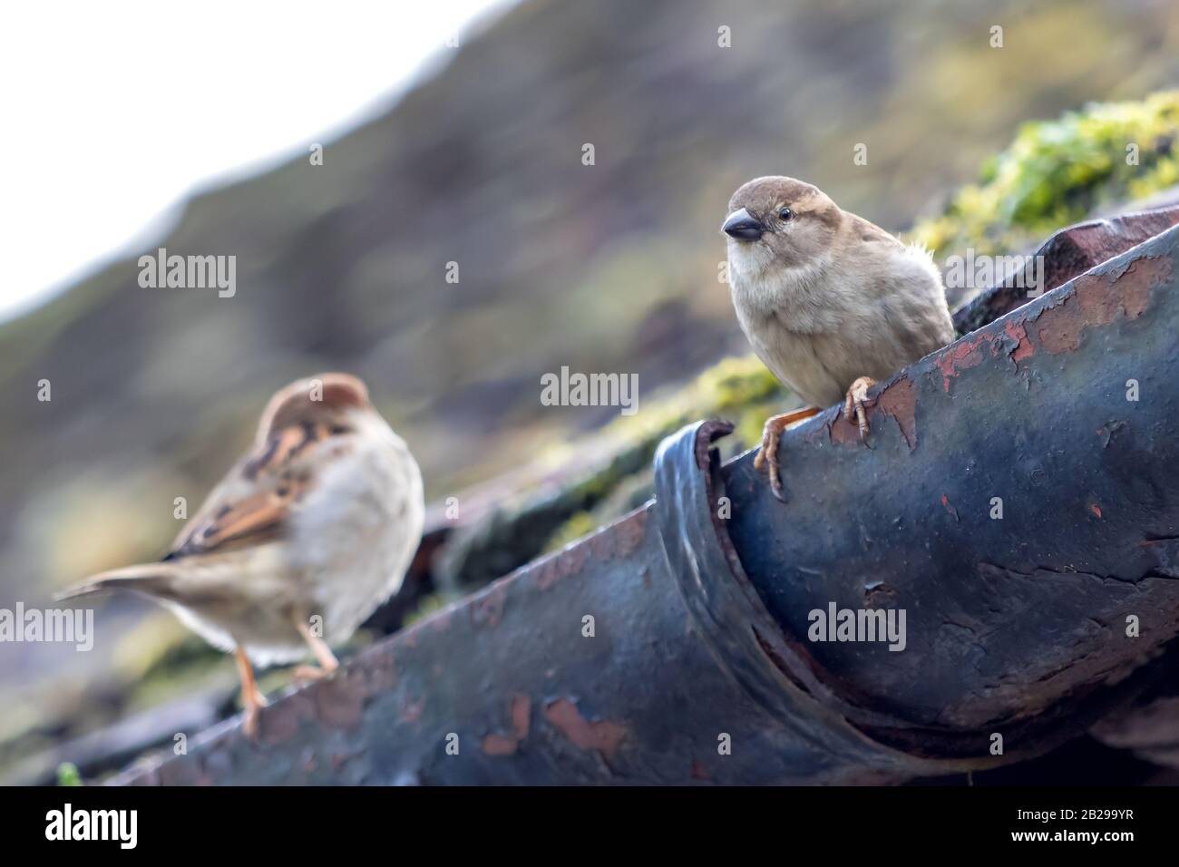 Two House Sparrows on a gutter in Westham Stock Photo - Alamy