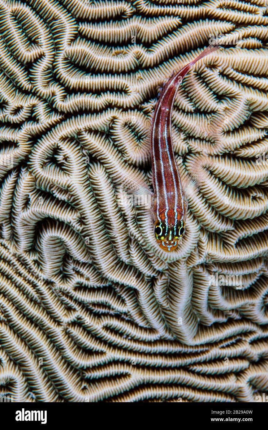 A Striped triplefin lies on a beautiful Pachyseris coral growing in ...