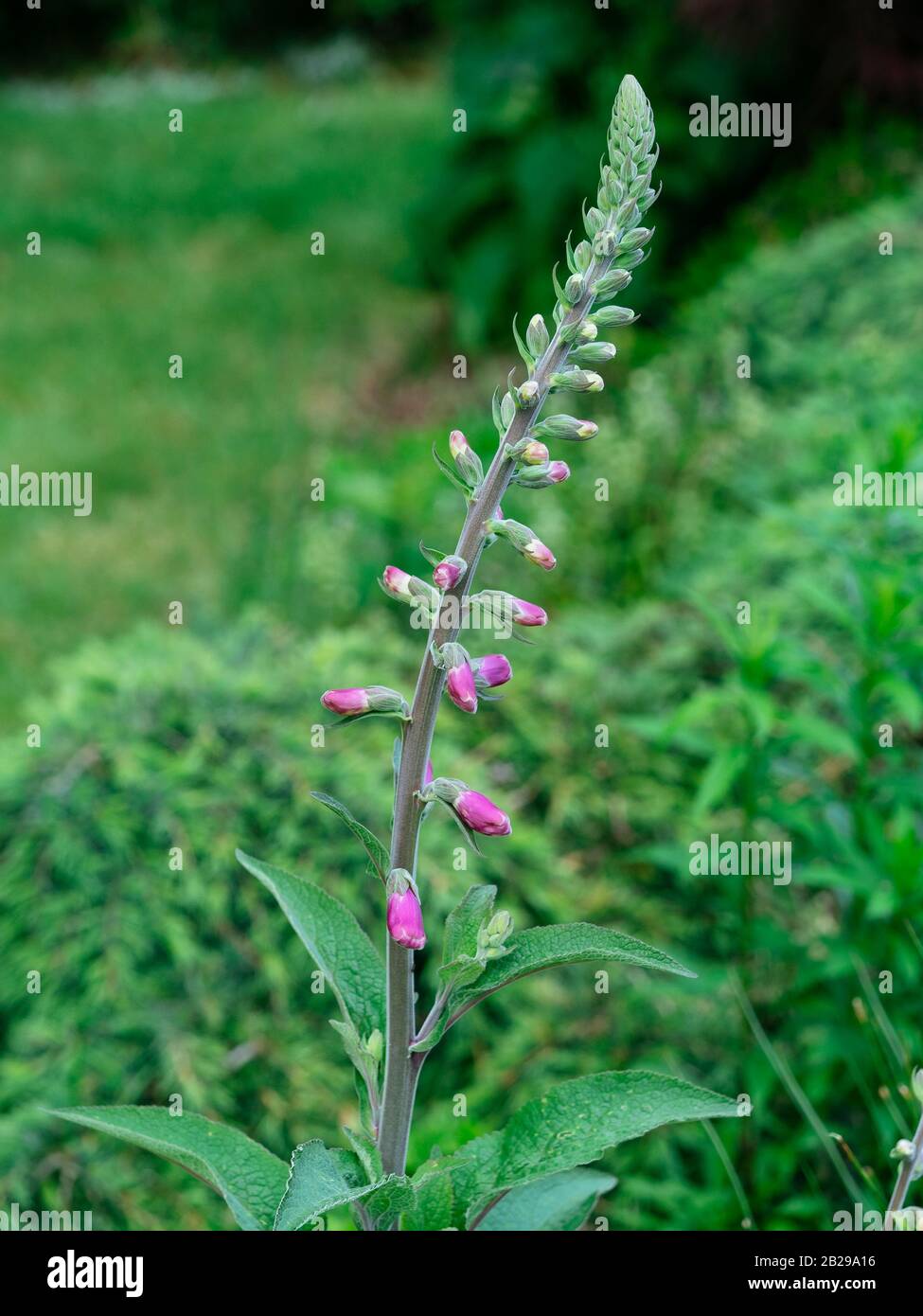 Flowering foxglove (digitalis purpurea) in garden border Stock Photo ...