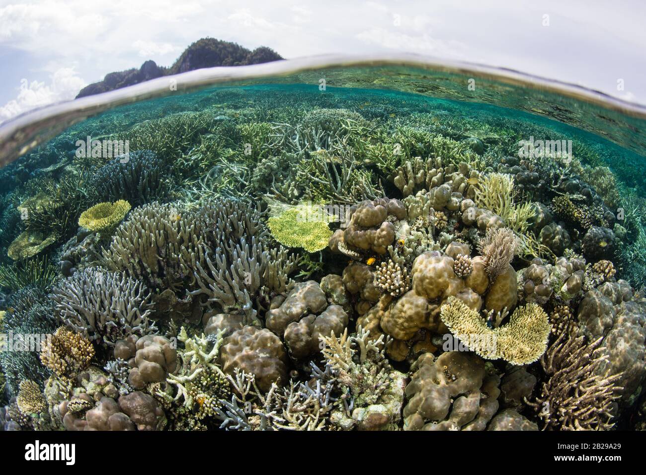 A beautiful coral reef thrives amid the remote, tropical islands ...