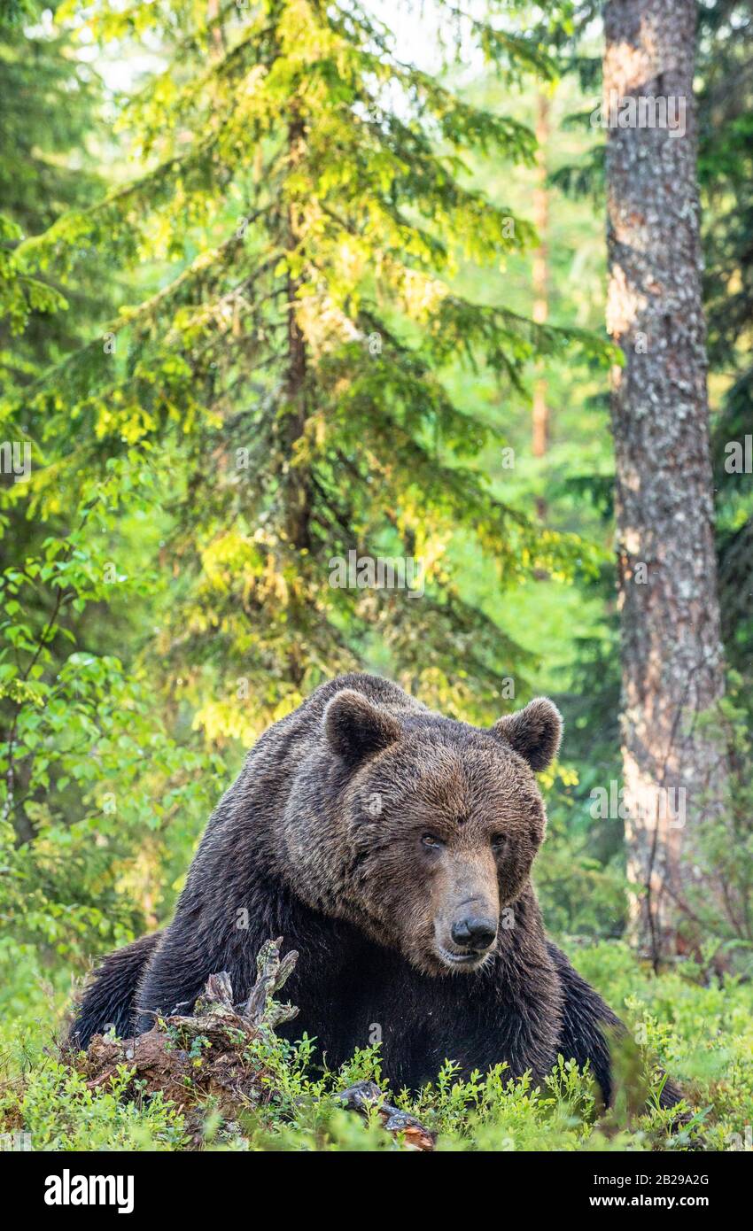 Brown bear in the summer forest. Green forest natural background ...