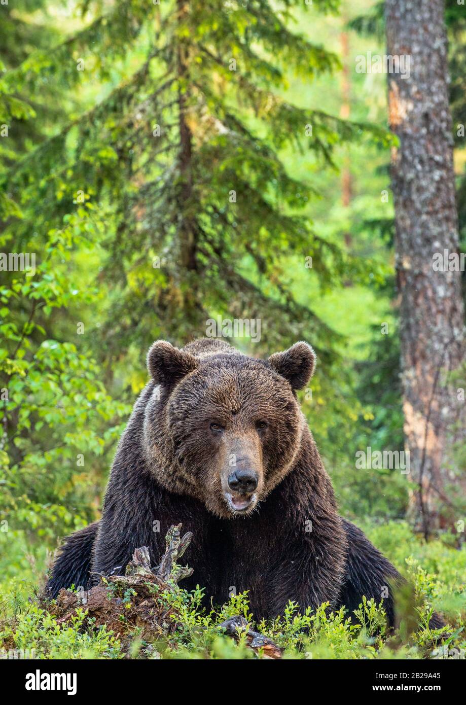 Brown bear in the summer forest. Green forest natural background ...