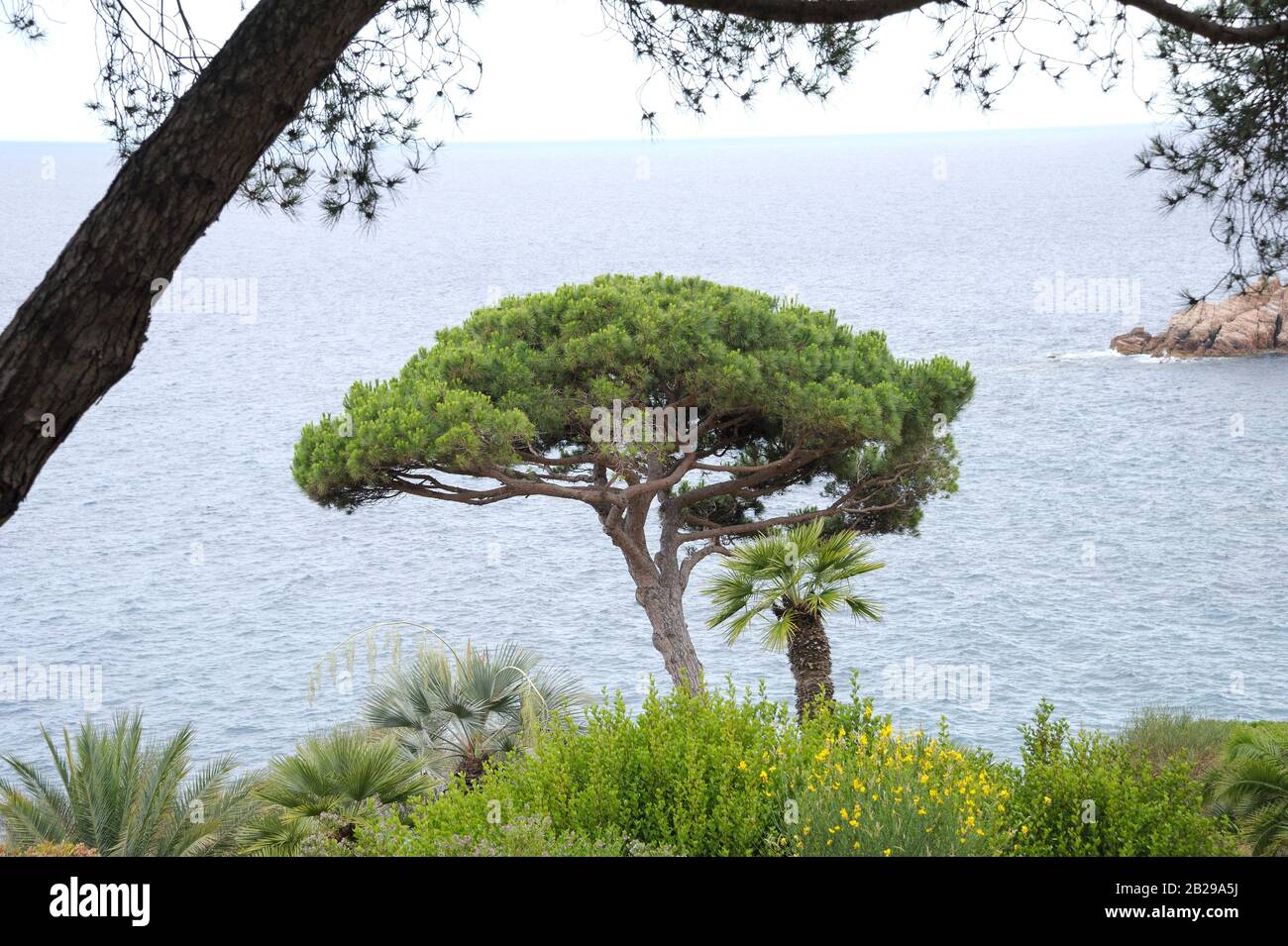 Pinie (Pinus pinea Stock Photo - Alamy