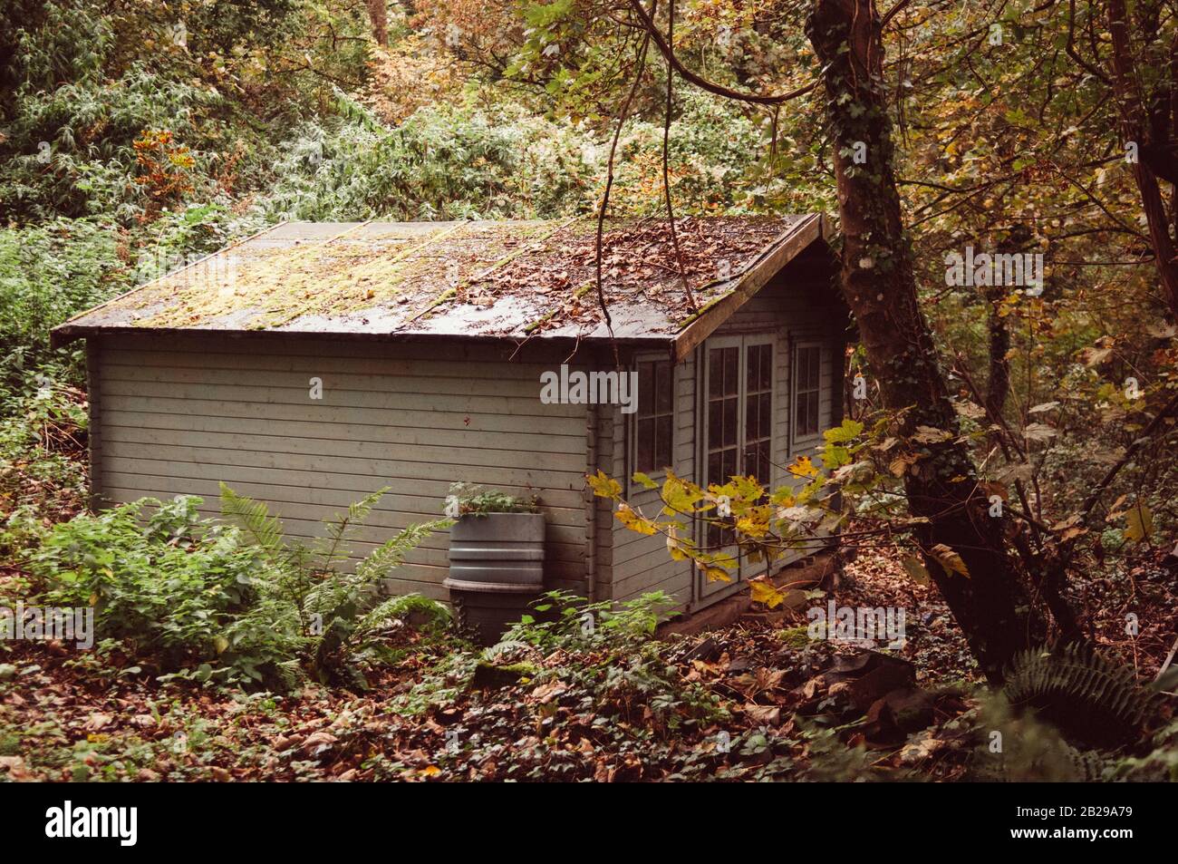 Side view of wooden cabin in the woods, surrounded by trees Stock Photo ...