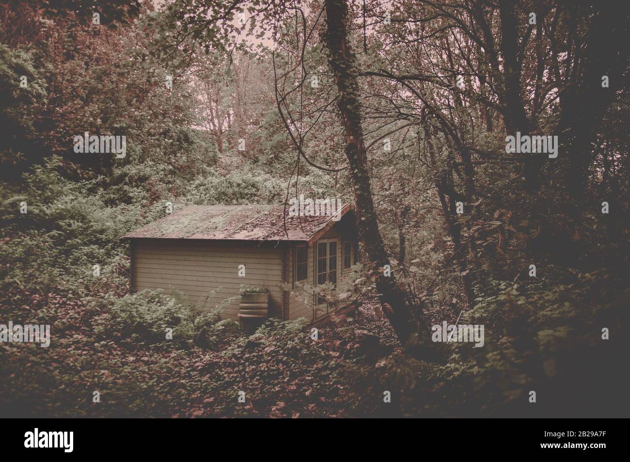 Side view of wooden cabin in the woods, surrounded by trees Stock Photo ...