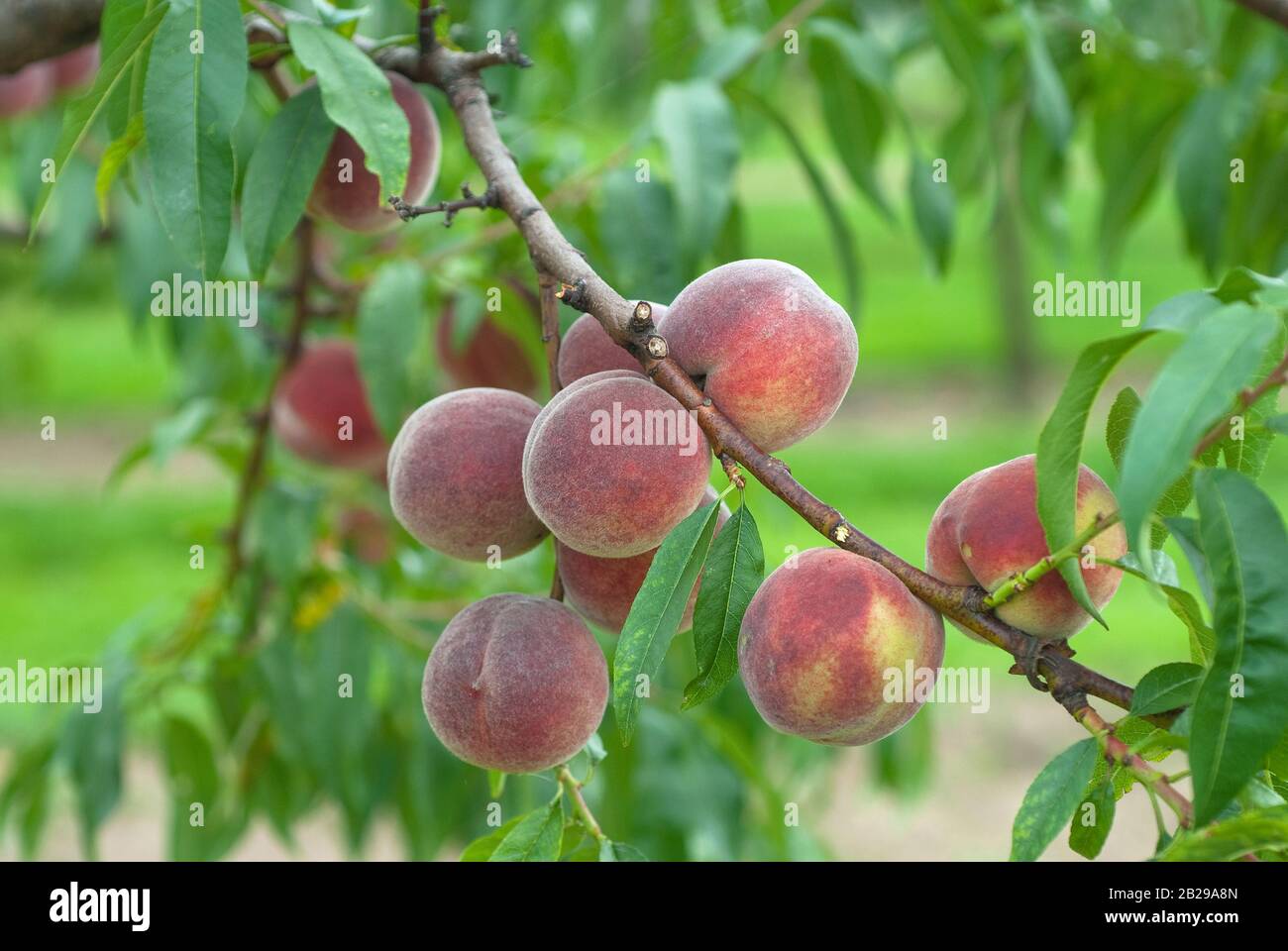 Prunus persica proskauer hi-res stock photography and images - Alamy