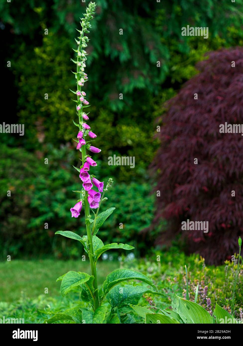 Foxglove (digitalis purpurea) in garden border Stock Photo - Alamy