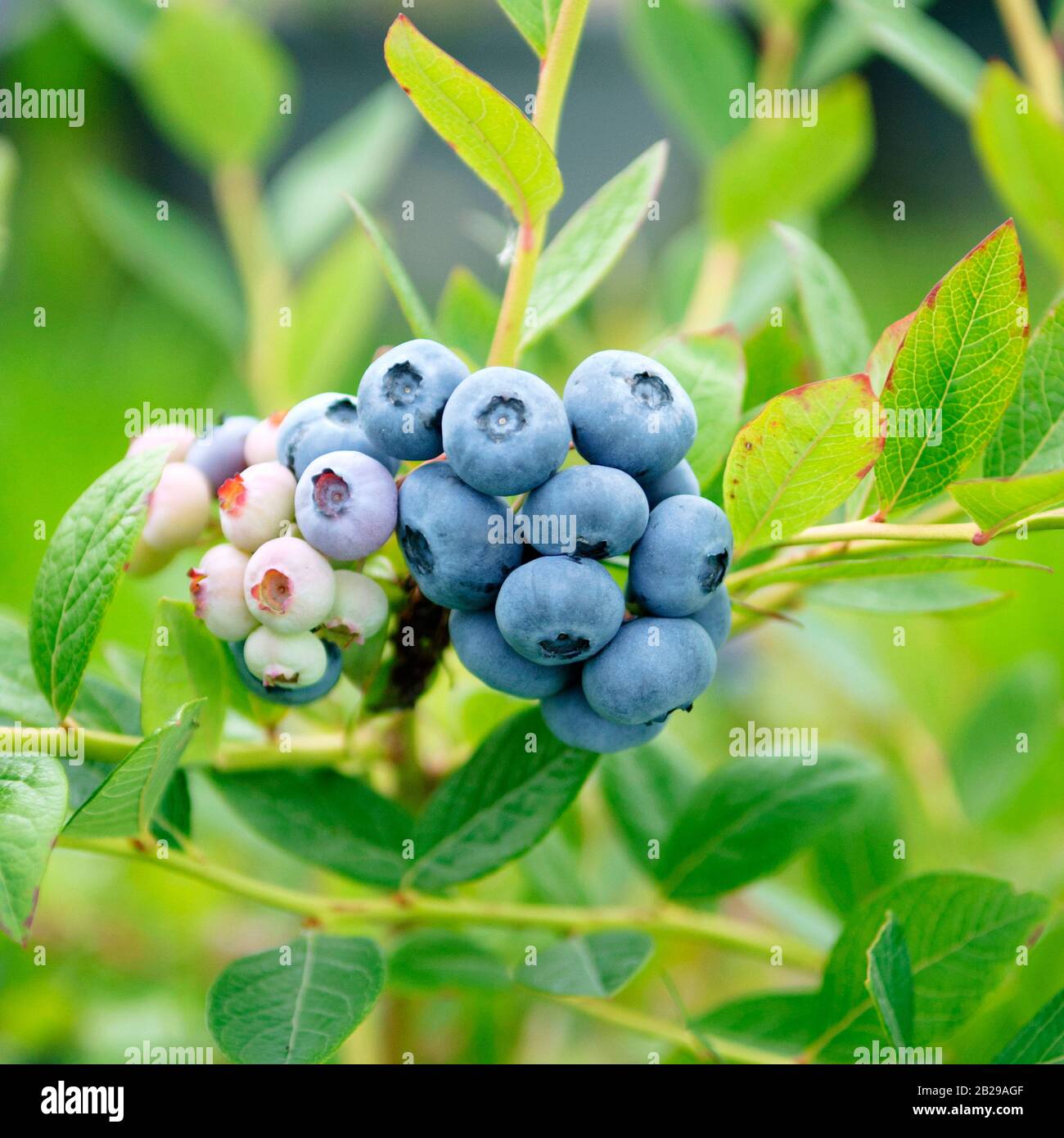 Amerikanische heidelbeere hi-res stock photography and images - Alamy