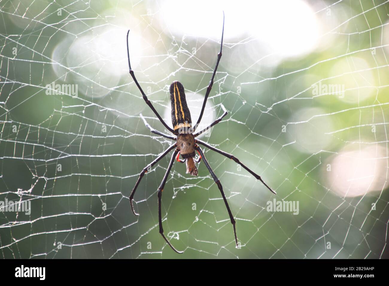 Nephila Spider