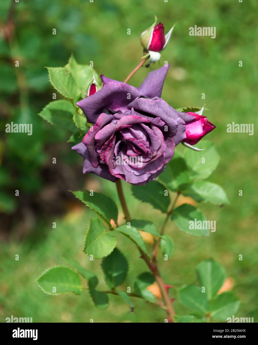 Purple rose at Thabor Park Botanical Garden, Rennes, Brittany, France ...