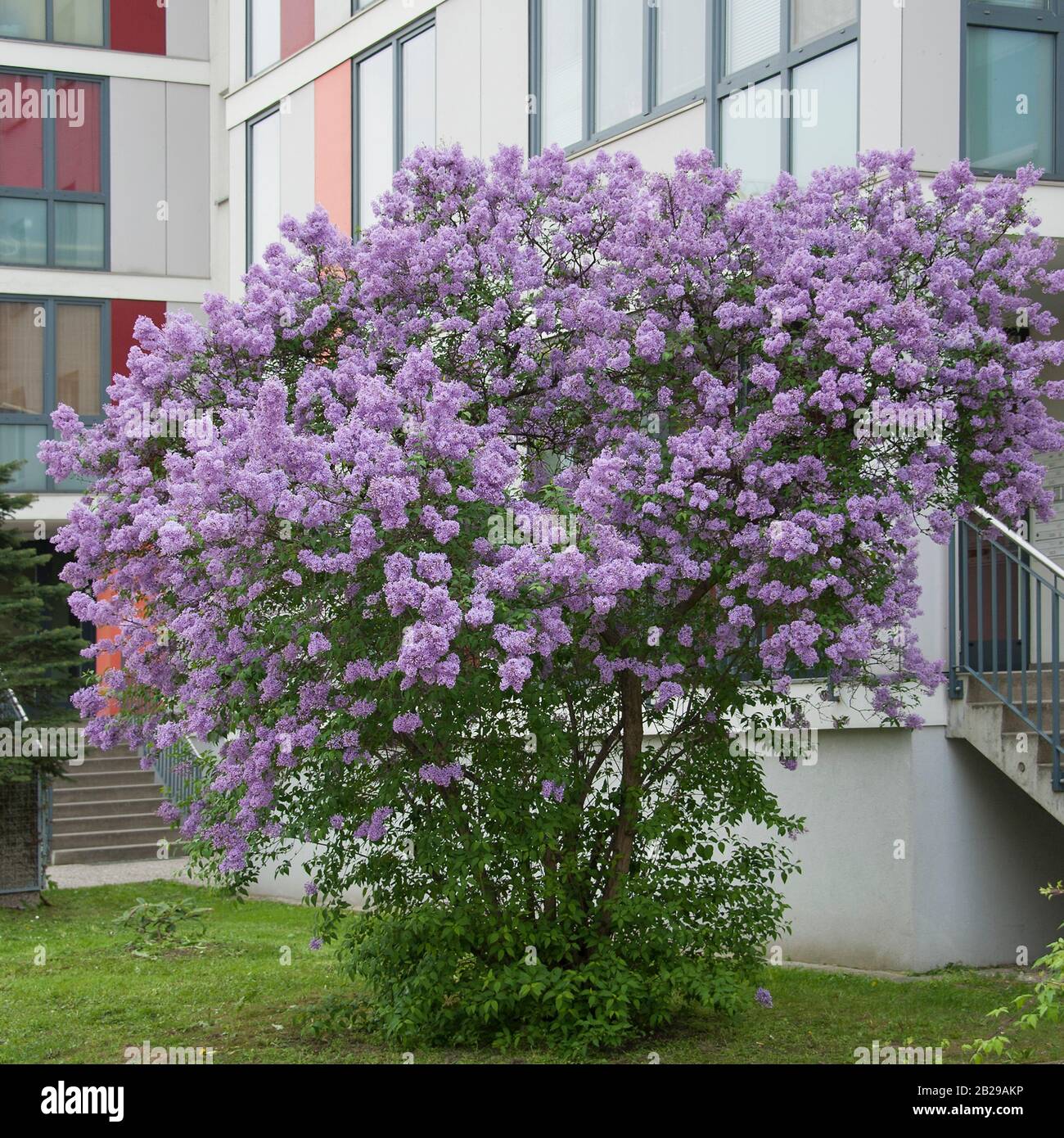 Syringa chinensis hi-res stock photography and images - Alamy