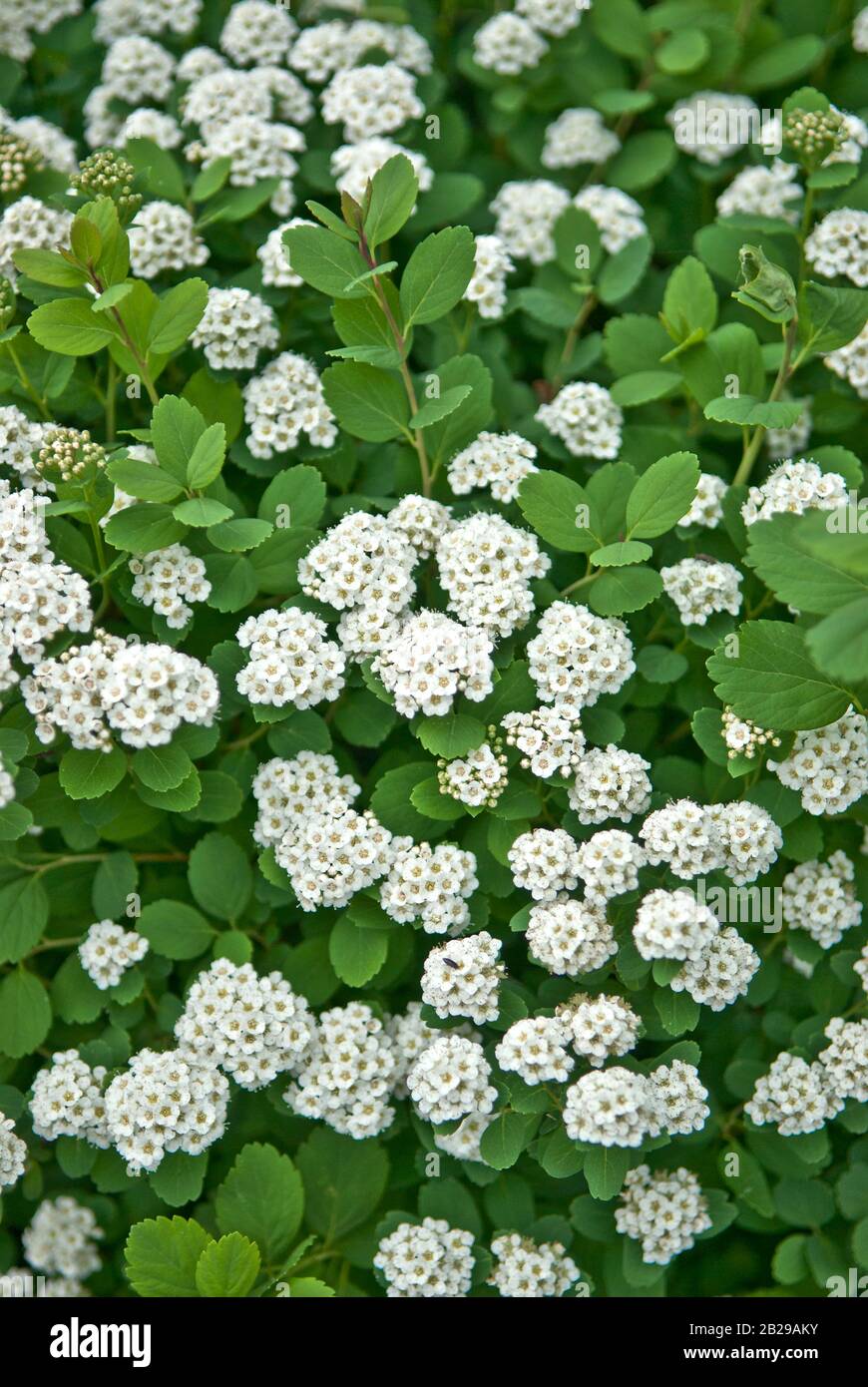 Birkenblaettrige Spiere (Spiraea betulifolia Stock Photo - Alamy