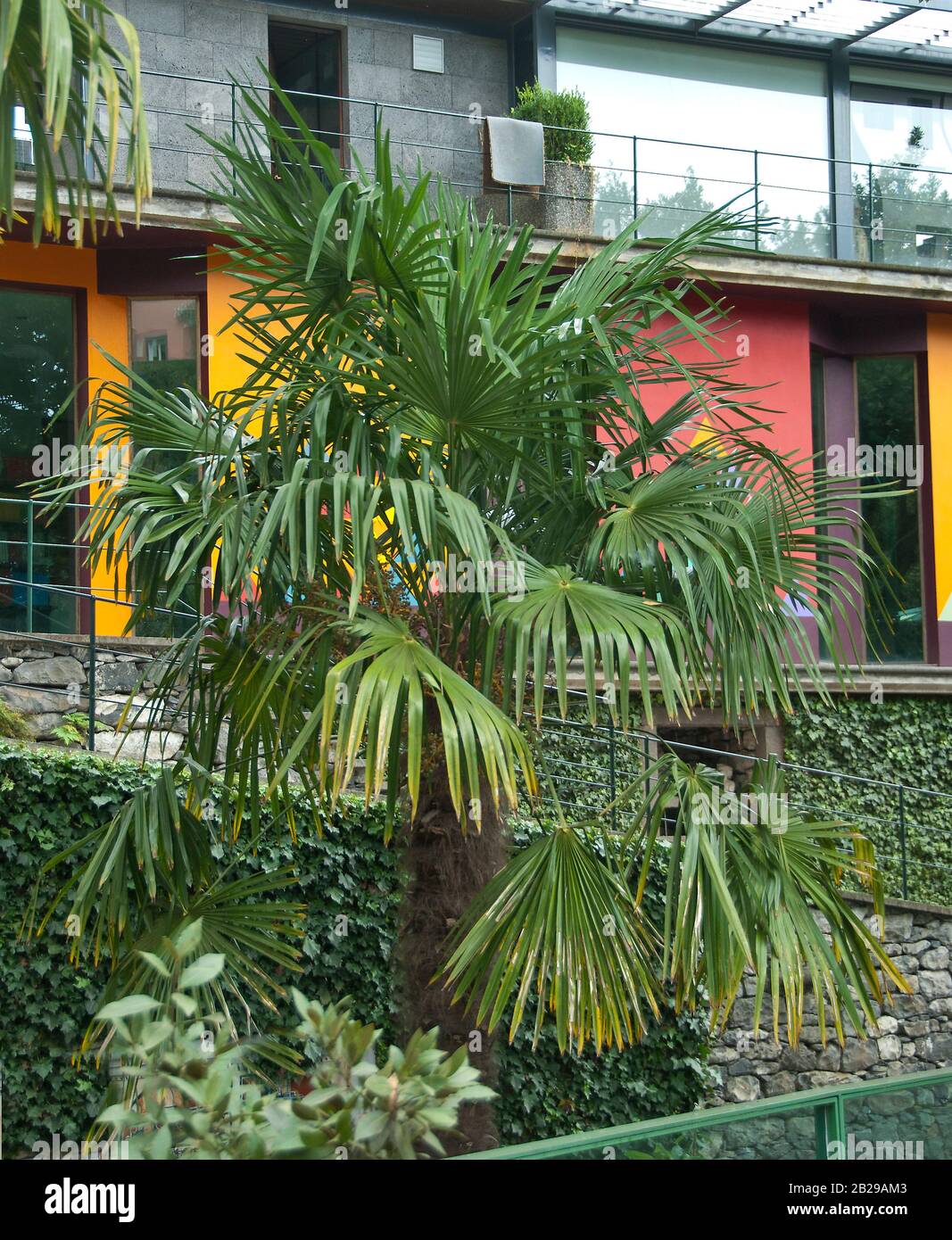 Chinesische Hanfpalme (Trachycarpus fortunei Stock Photo - Alamy Chinesische Hanfpalme (Trachycarpus fortunei Stock Photo - Alamy