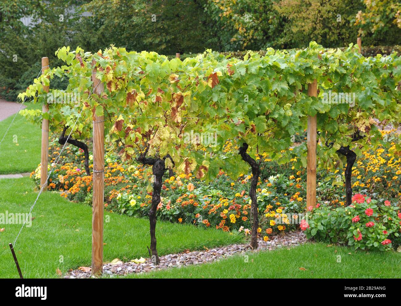 Weinspalier, Weinrebe (Vitis vinifera Stock Photo - Alamy