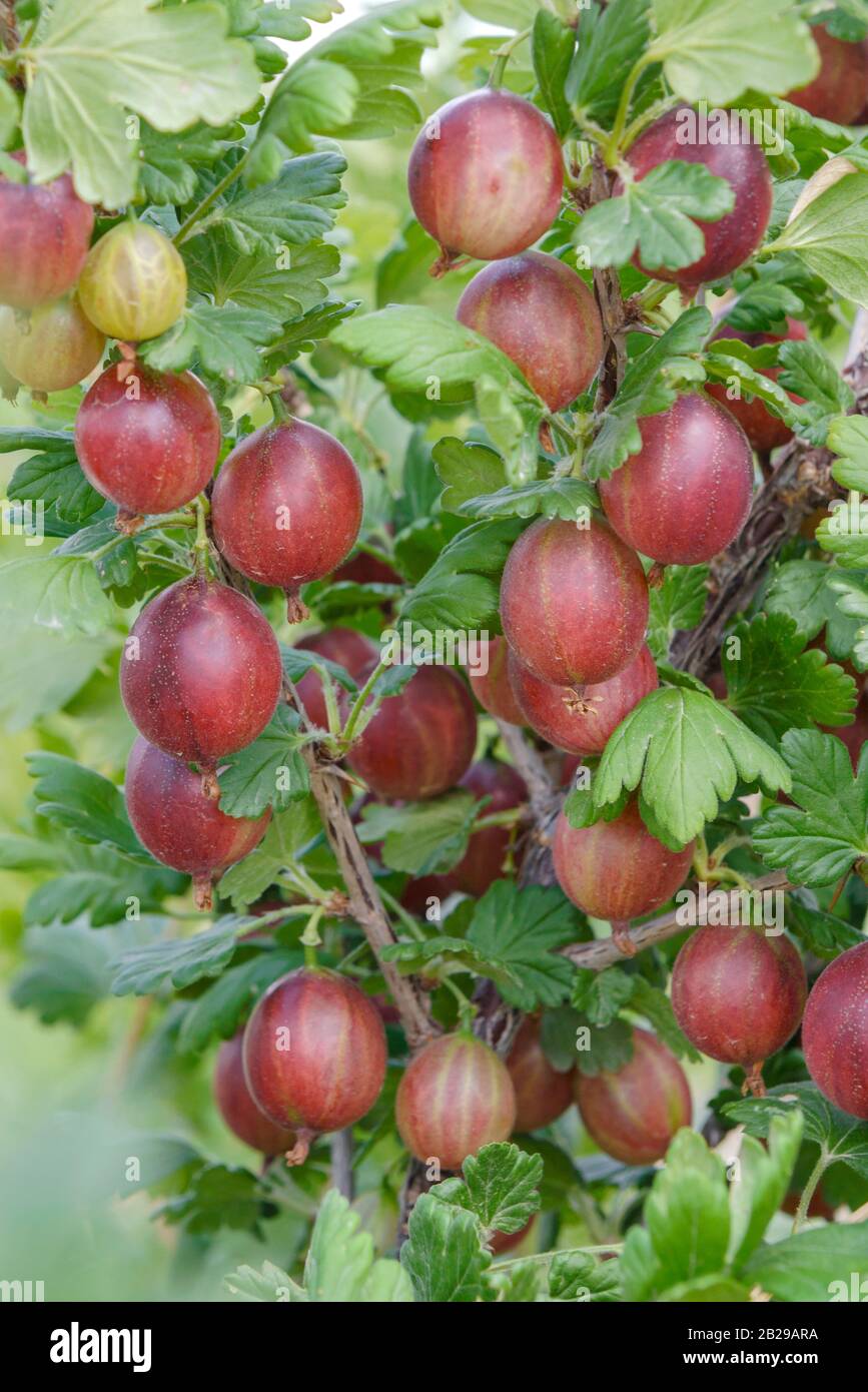 Rote stachelbeere hi-res stock photography and images - Alamy