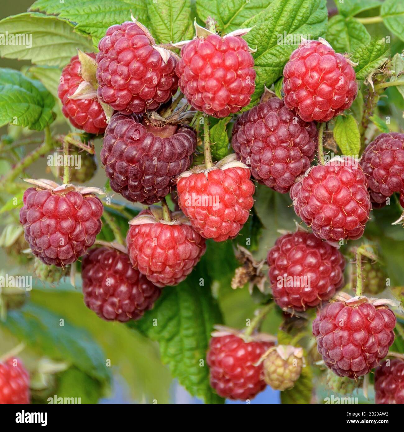 Rubus idaeus blizzy hi-res stock photography and images - Alamy