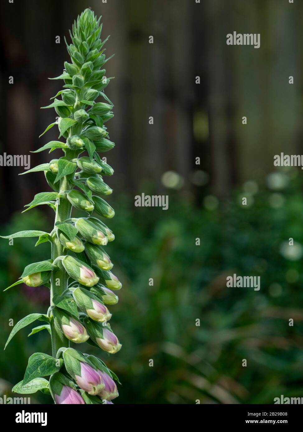 Blooming foxglove (digitalis purpurea) in garden border Stock Photo - Alamy