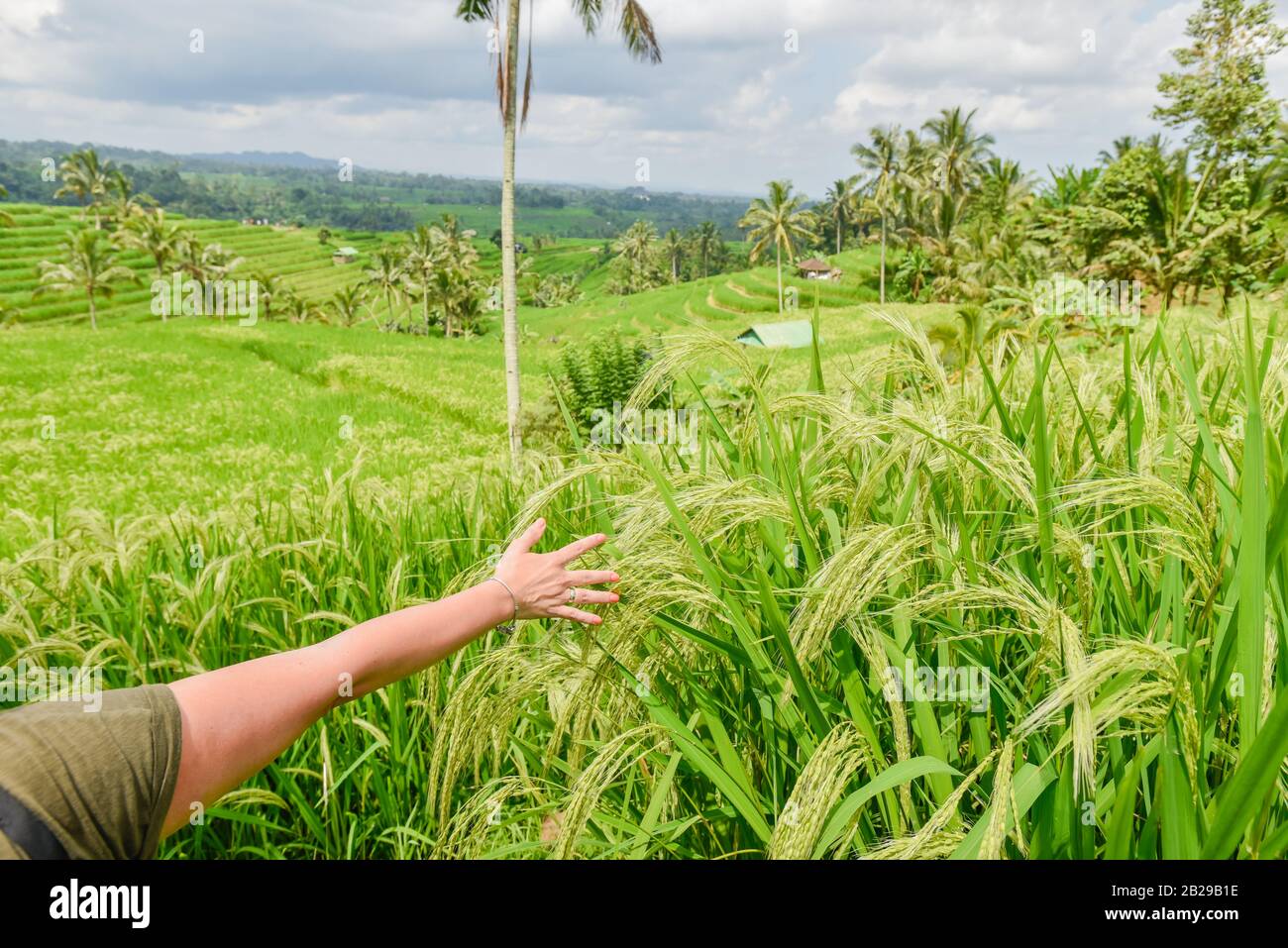 Girl gently waving over the full ripe rice plants in balinese rice ...
