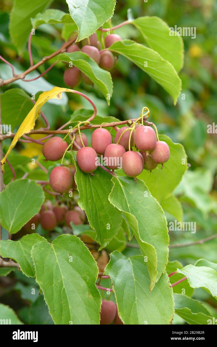 Mini-Kiwi (Actinidia arguta WEIKI ® Stock Photo - Alamy