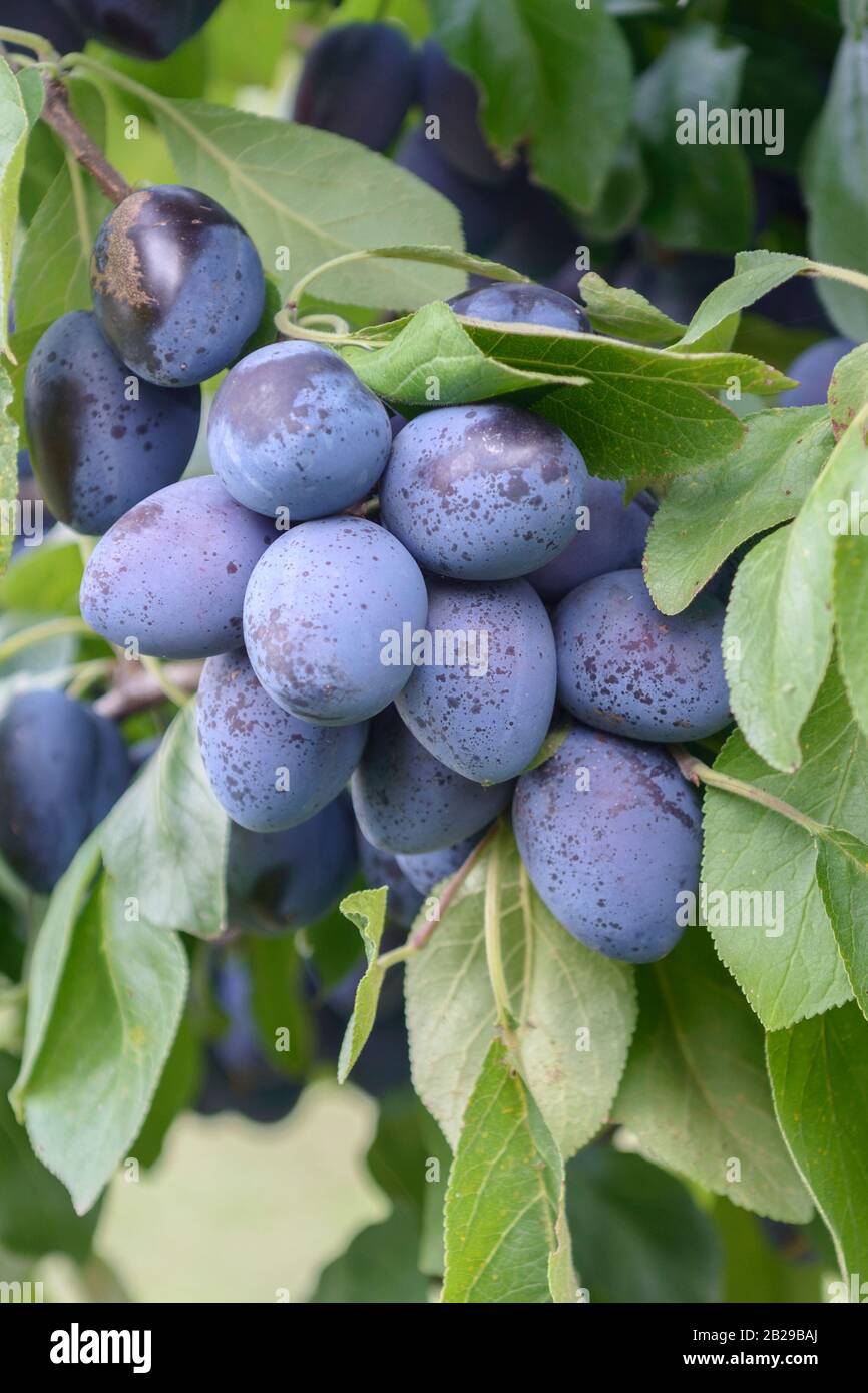 Pflaume (Prunus domestica 'Chrudimer' Stock Photo - Alamy