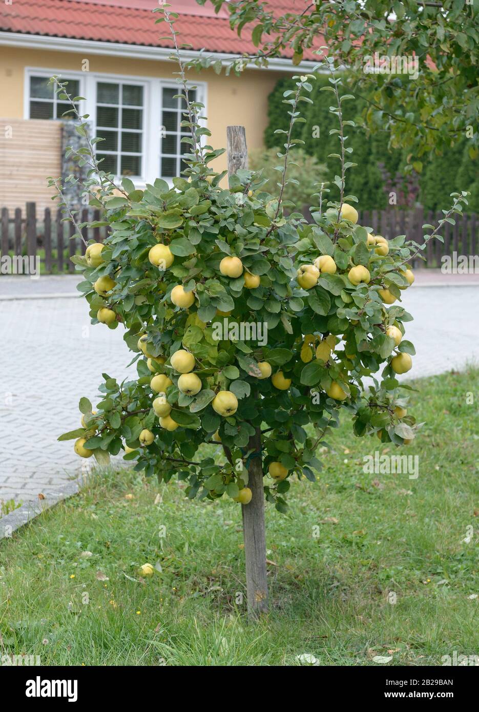 Konstantinopeler apfelquitte hi-res stock photography and images - Alamy