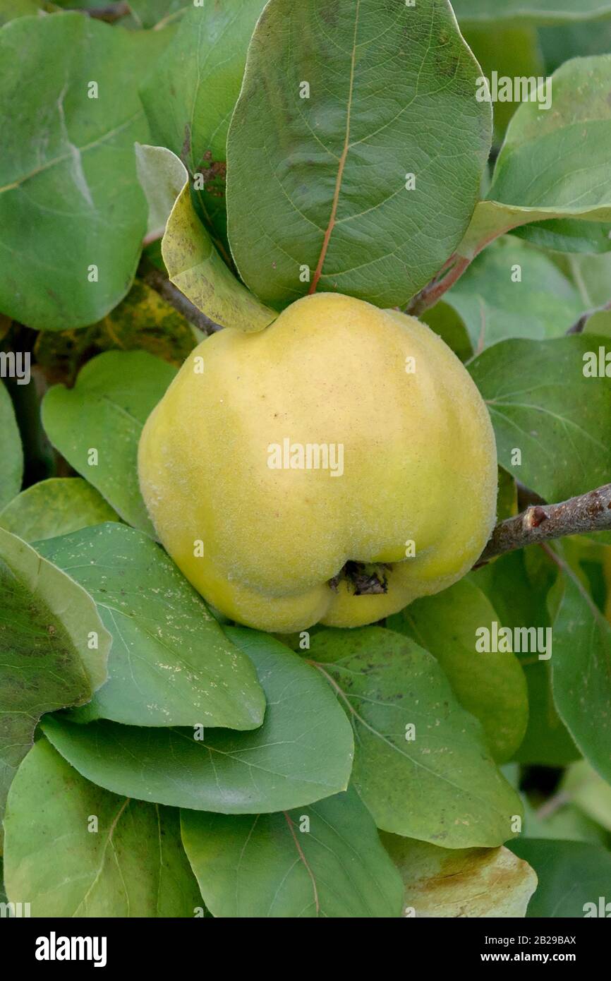 Cydonia oblonga konstantinopeler hi-res stock photography and images ...